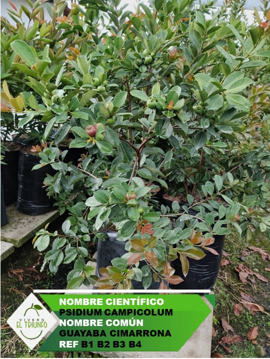 Plántula de Guayaba Cimarrona | Croper