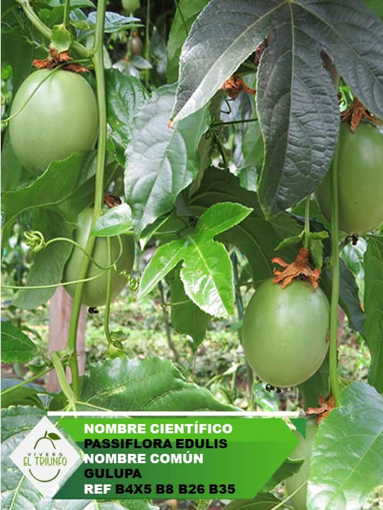 Plántula de Gulupa | Croper