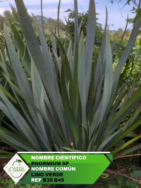 Plántula de Lino Verde | Croper