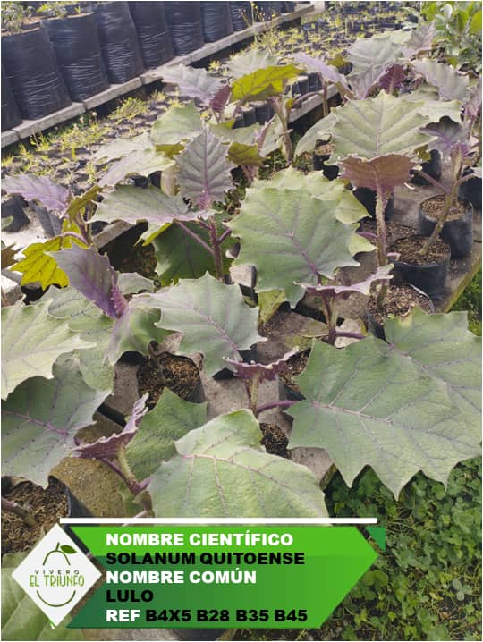 Plántula de Lulo | Croper