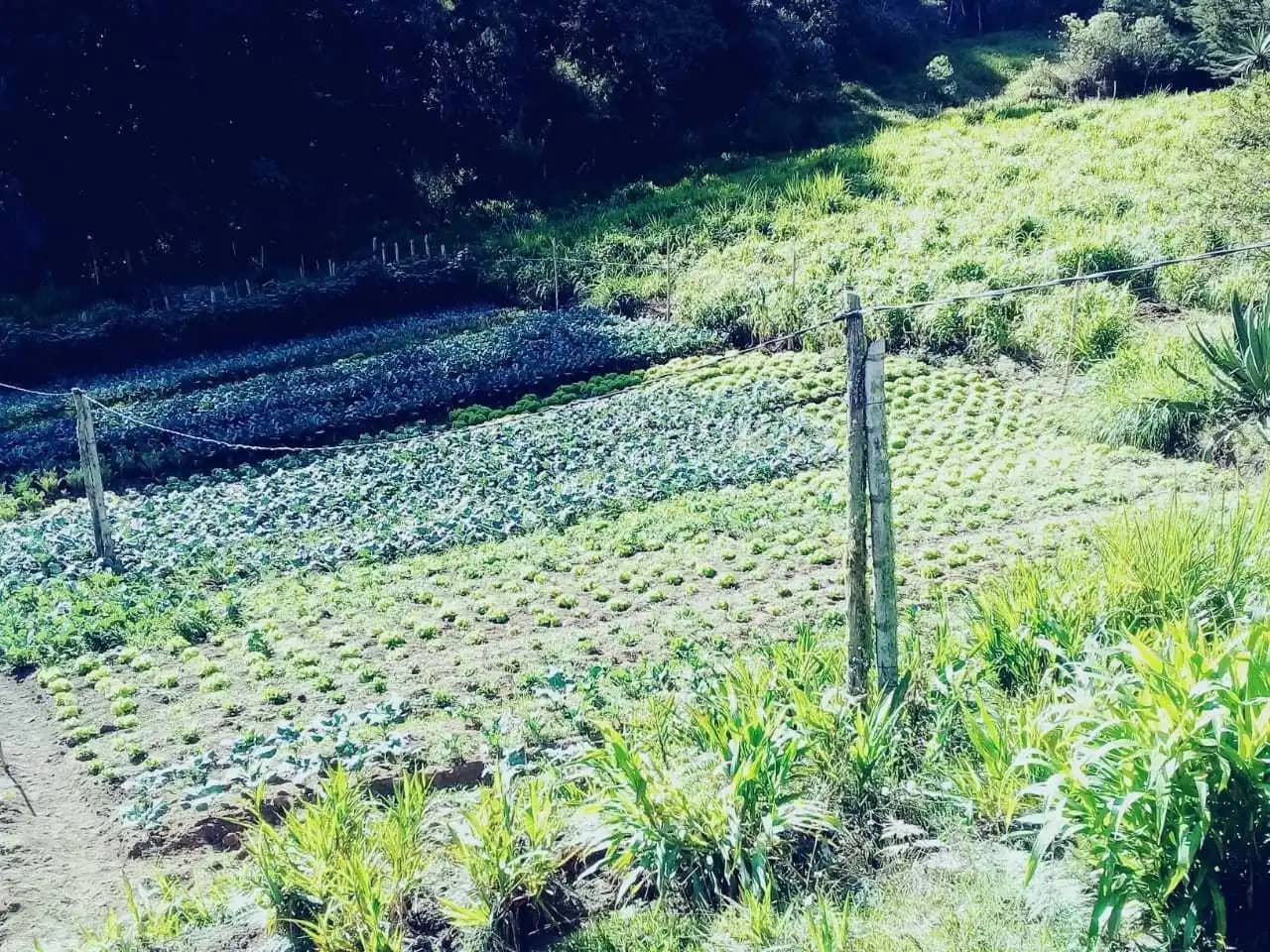 Venta de Lechuga Crespa Alba Nora Gómez | Croper