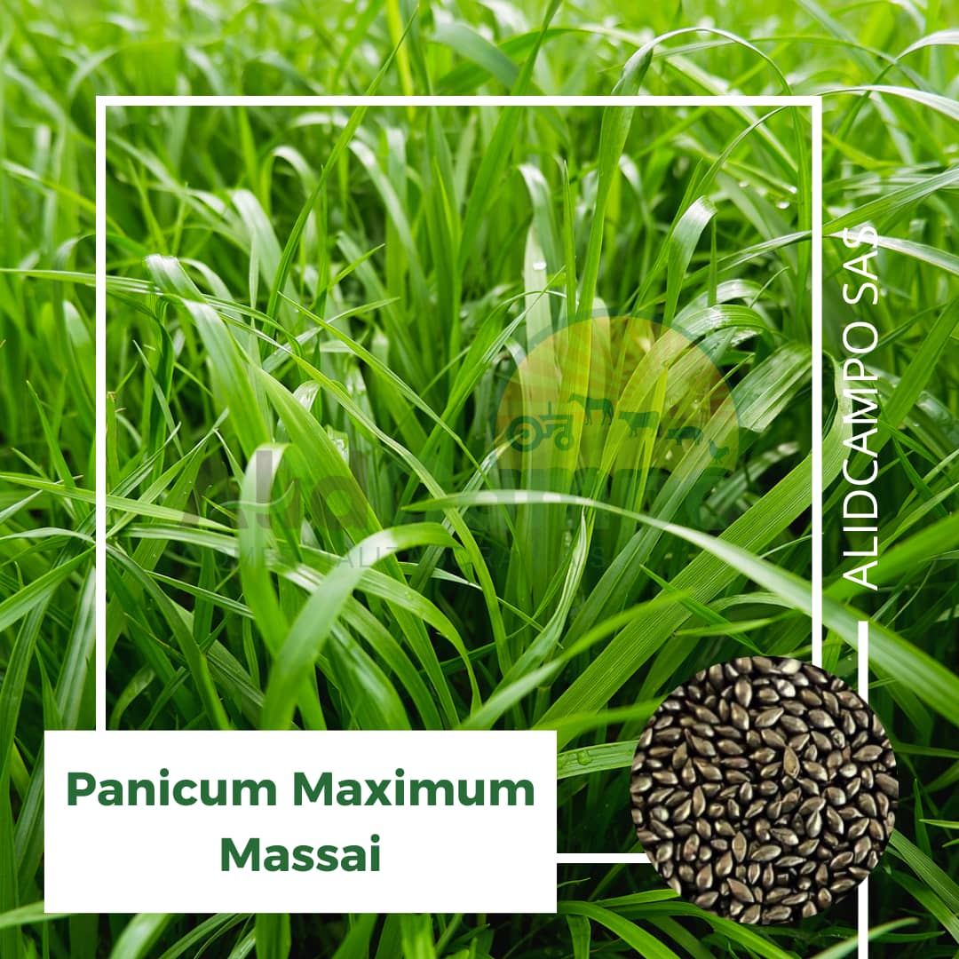 Semilla Panicum Maximum Massai | Croper