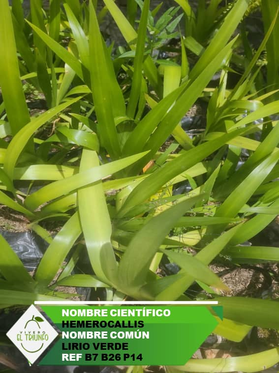 Plántula de Lirio Verde | Croper