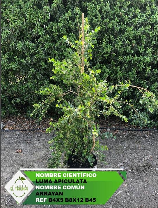 Plántula de Arrayan | Croper