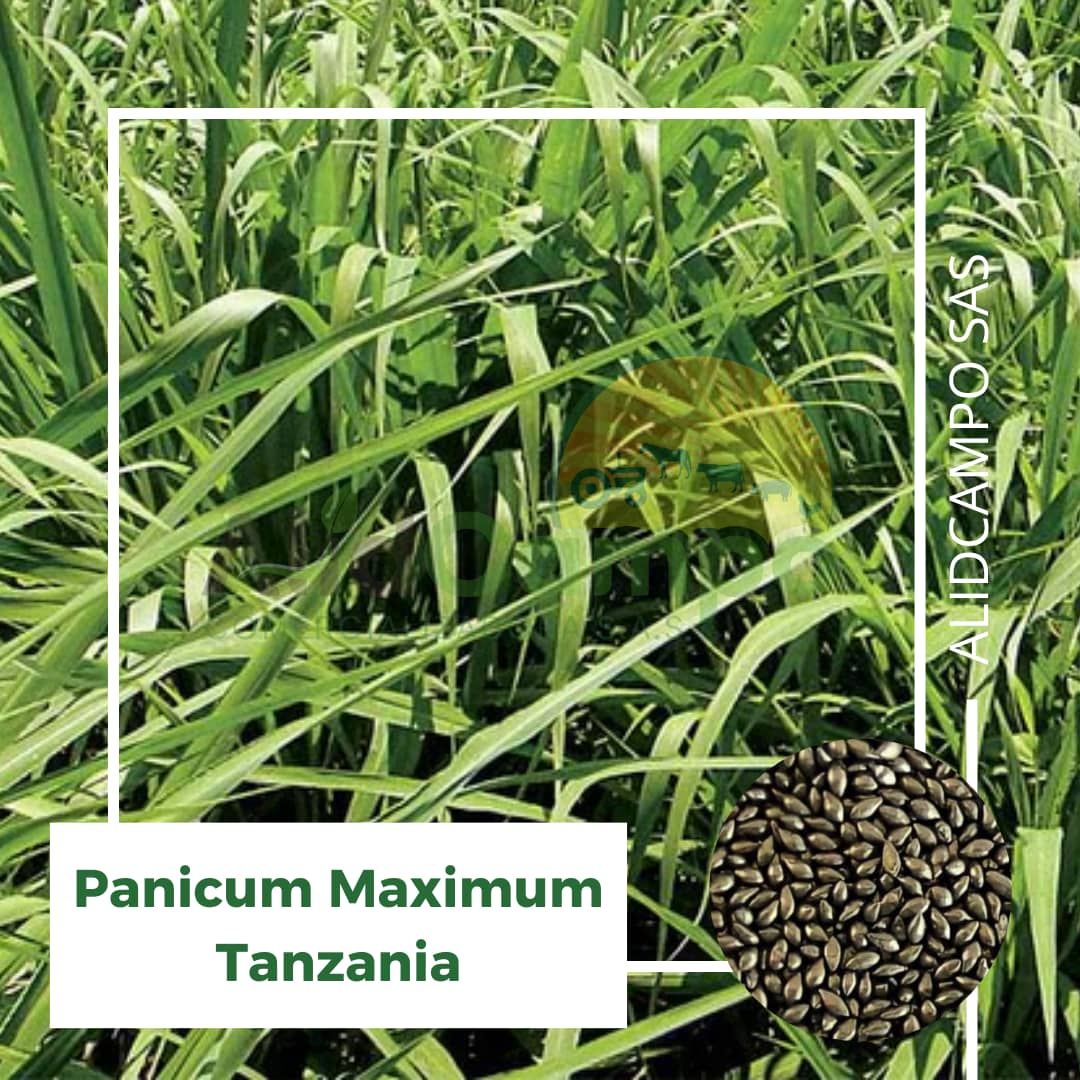 Semilla Panicum Maximum Tanzania | Croper