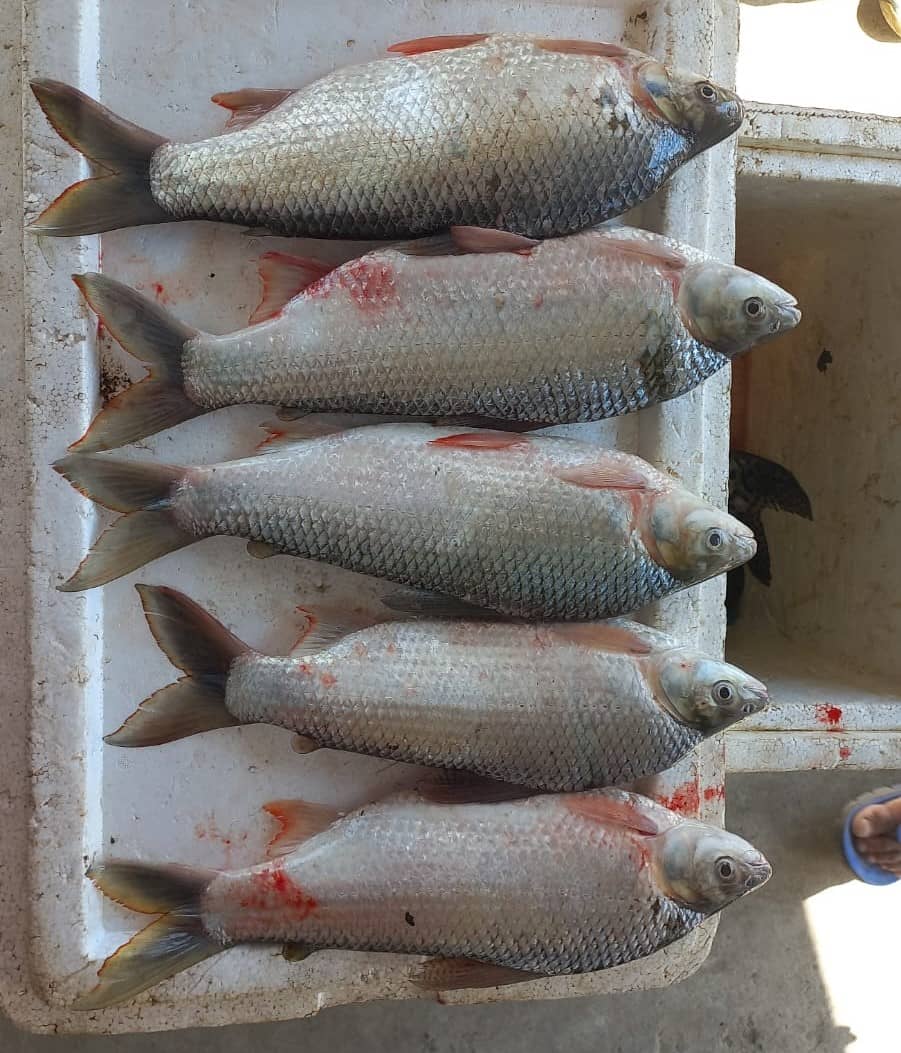 Bocachico x Kg | Croper