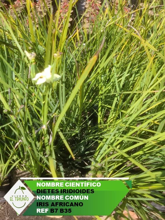 Plántula de Iris Africano | Croper