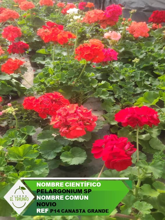 Plántula de Novio | Croper