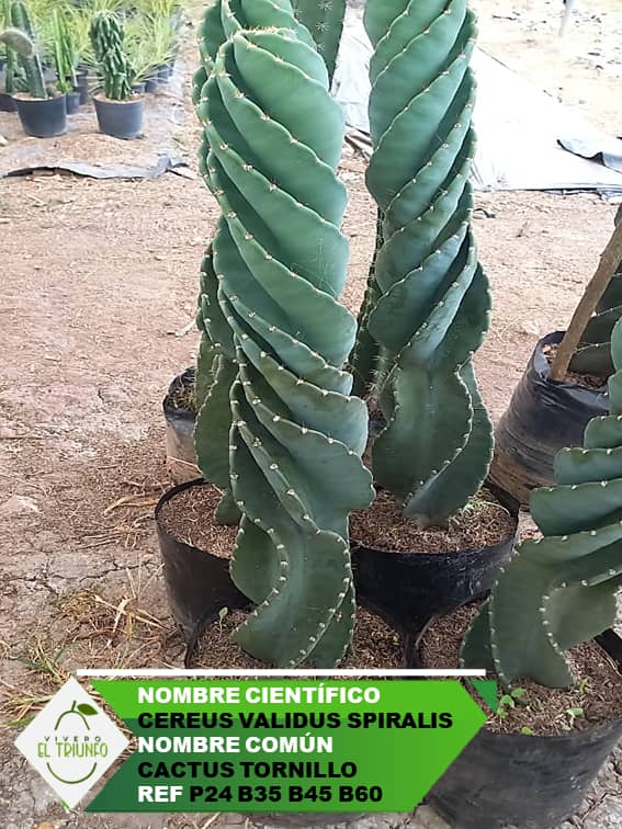 Plántula de Cactus Tornillo | Croper