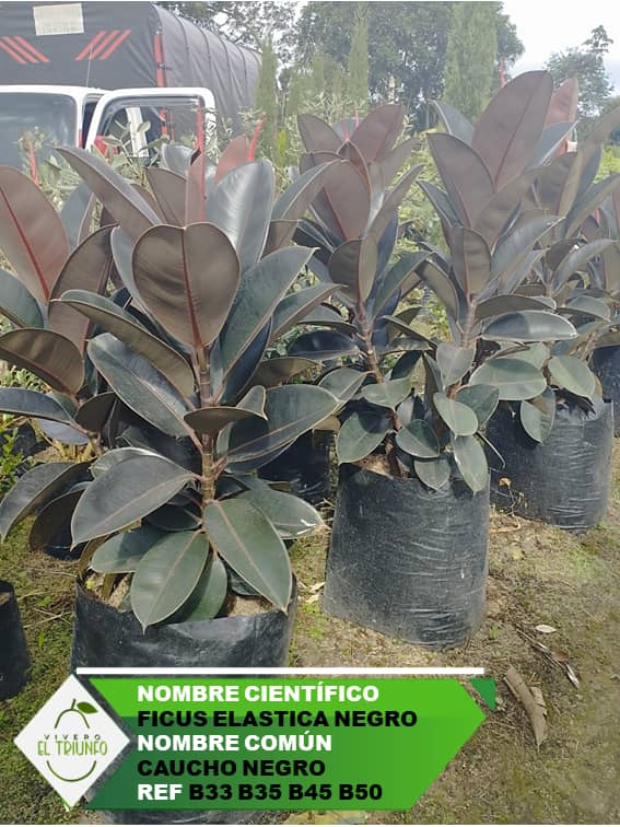 Plántula de Caucho Negro | Croper