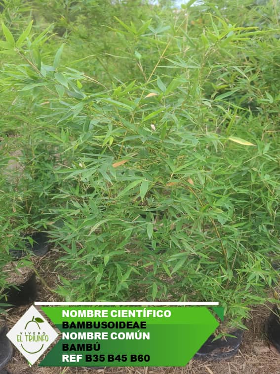 Plántula de Bambú | Croper