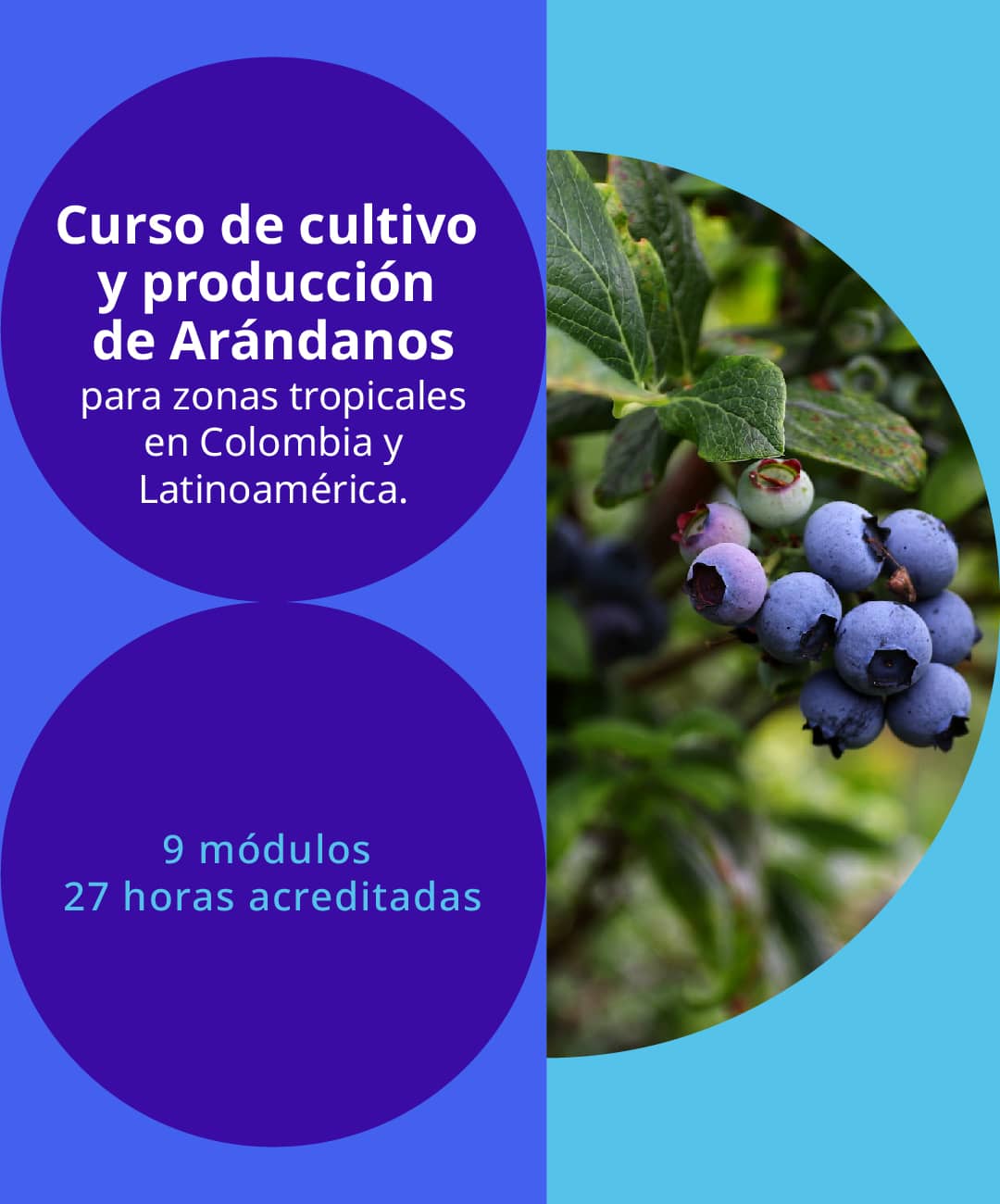 Curso de cultivo y producción de Arándanos | Croper
