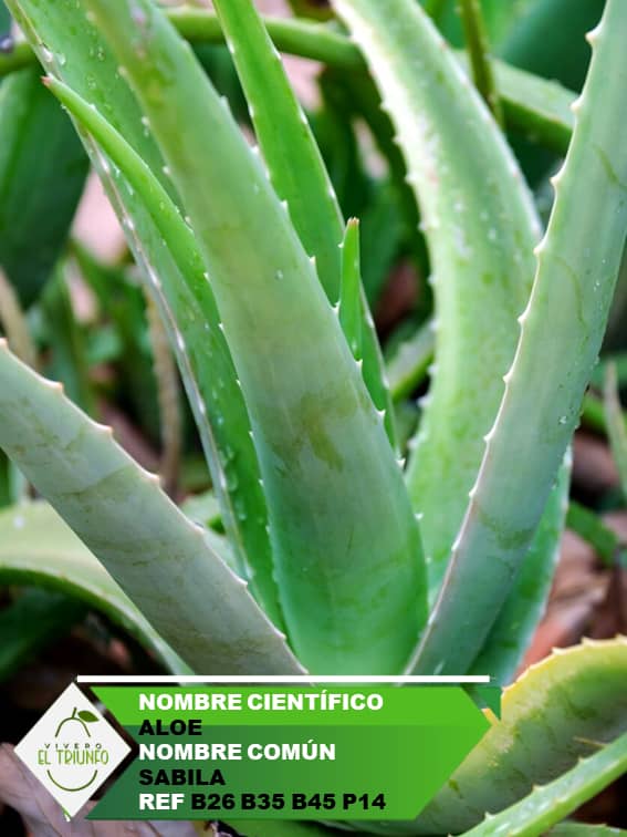 Plántula de Sábila | Croper