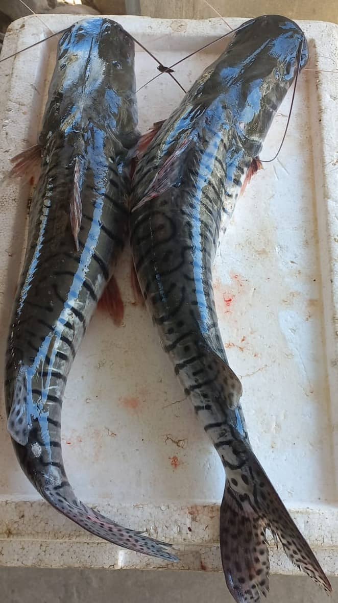 Barbudo x Kg | Croper