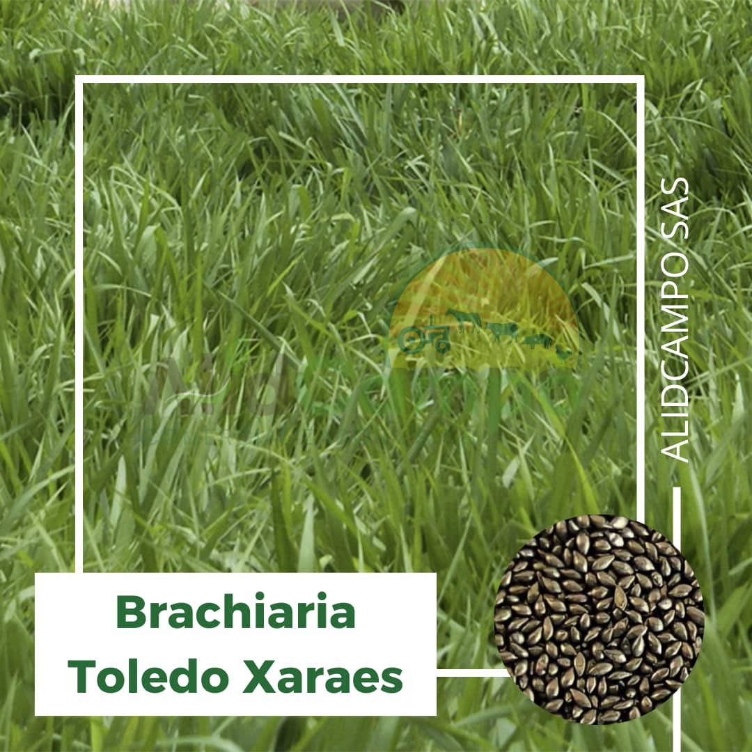 Semilla Brachiaria Toledo Xaraes | Croper