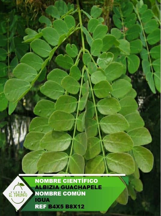 Plántula de Igua | Croper