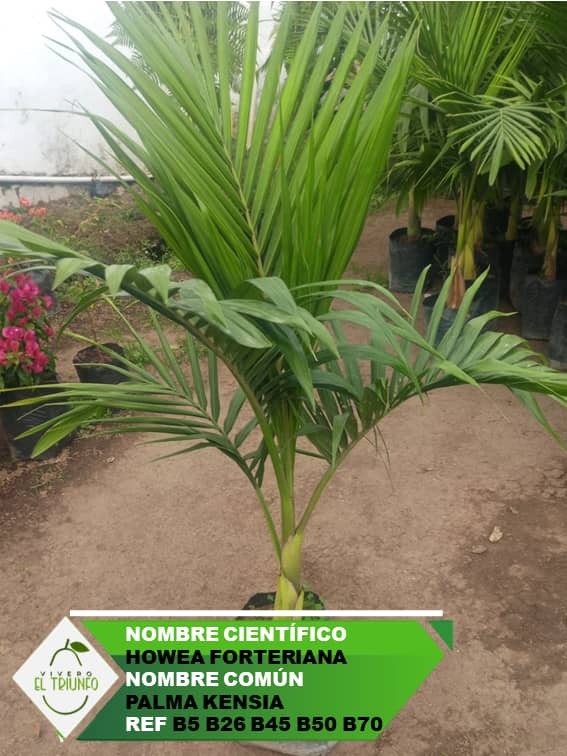 Plántula de Palma Kensia | Croper