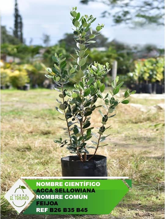 Plántula de Feijoa | Croper