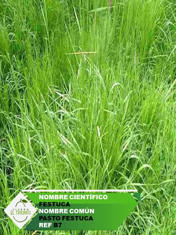 Plántula de Pasto Festucas | Croper