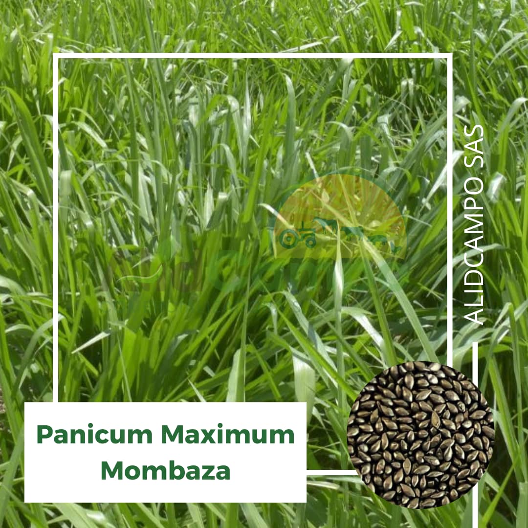 Semilla Panicum Maximum Mombaza | Croper