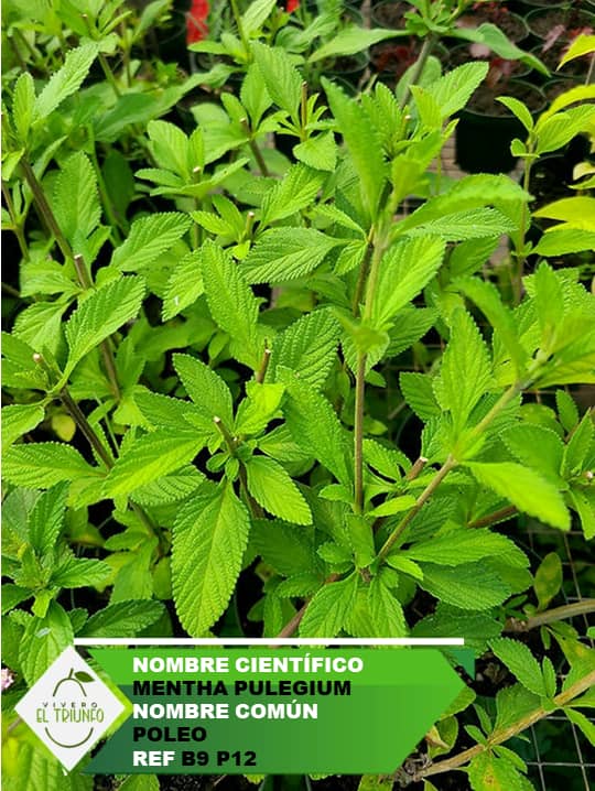 Plántula de Poleo | Croper