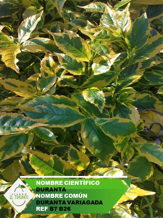 Plántula de Duranta Variagada | Croper