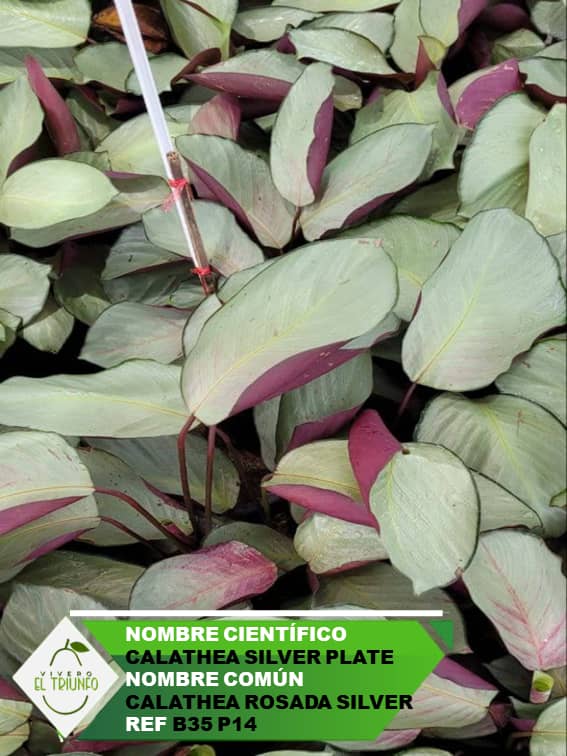 Plántula de Calathea Rosada - Silver | Croper