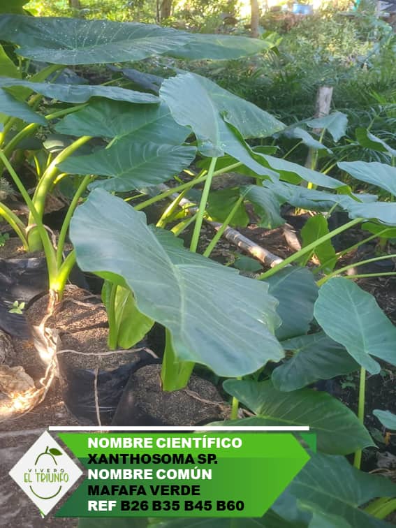 Plántula de Mafafa Verde | Croper