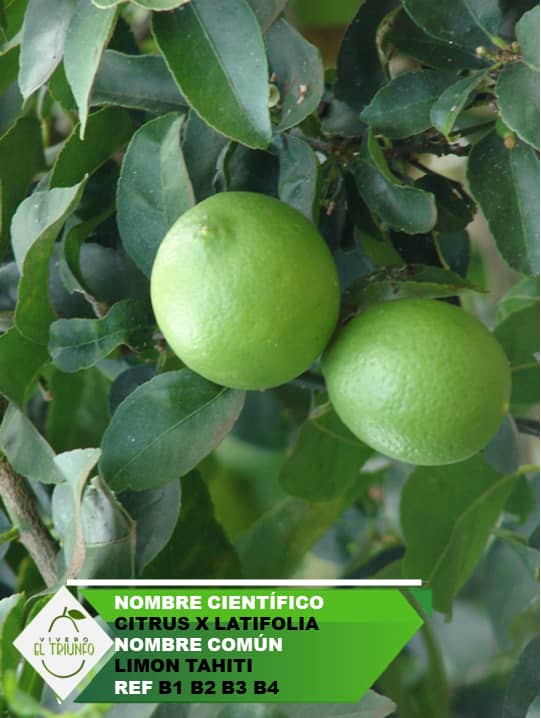Plántula de Limón Tahití | Croper