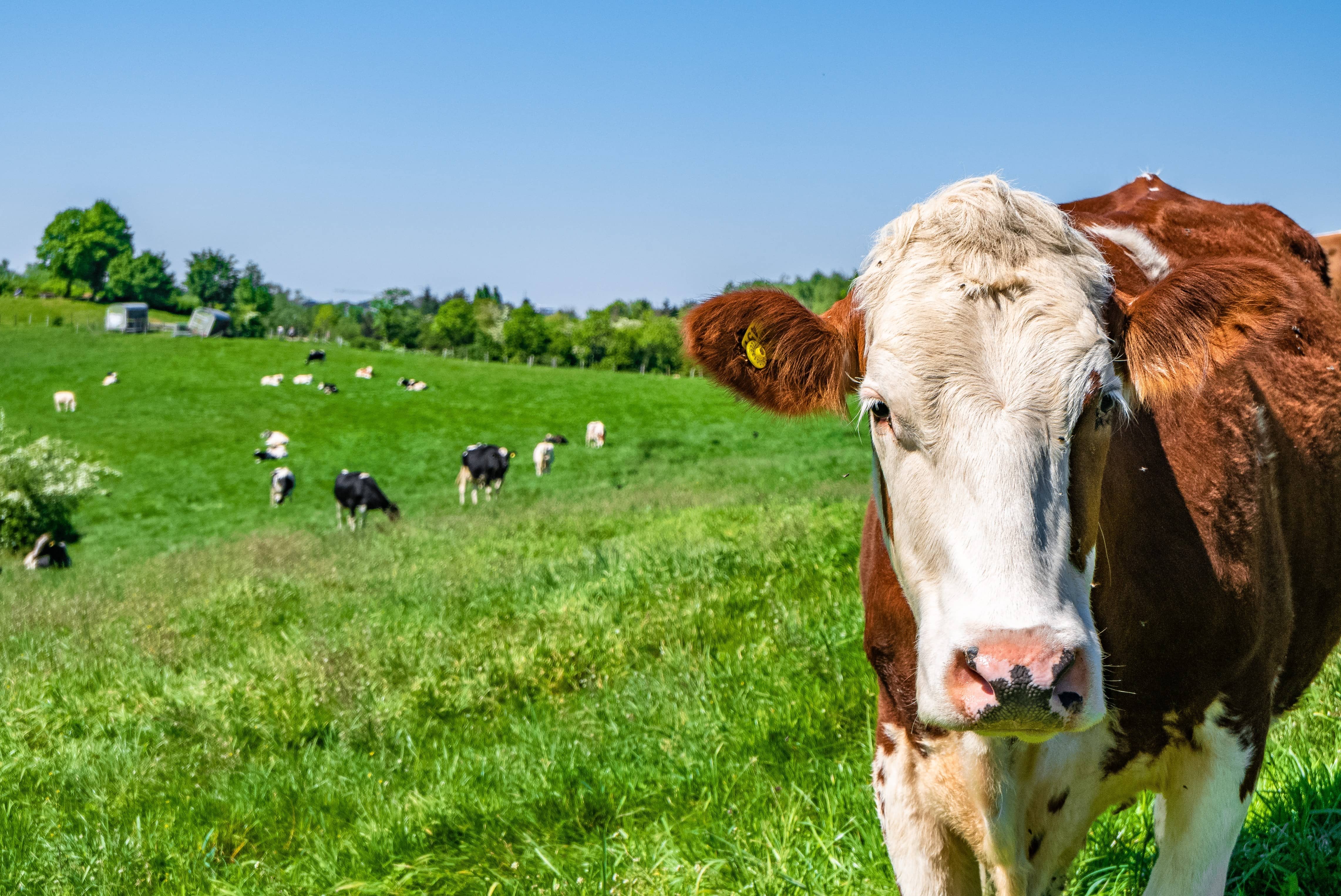 Producción de pasto y forrajes | Croper