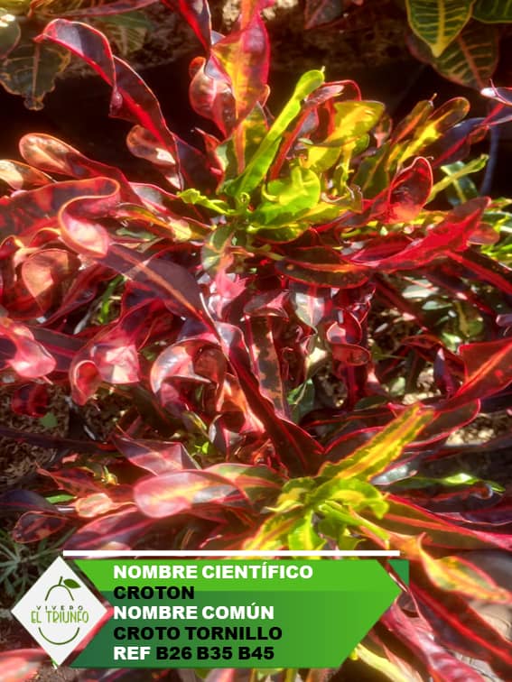 Plántula de Croto Tornillo | Croper