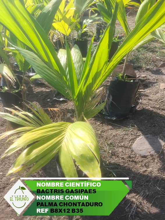 Plántula de Palma Chontaduro | Croper