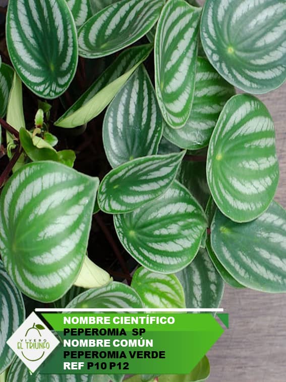 Plántula de Peperomia Verde | Croper
