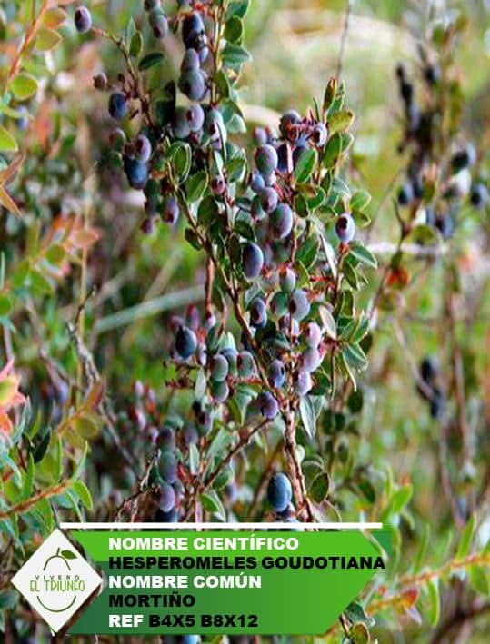 Plántula de Mortiño | Croper