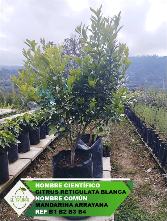 Plántula de Mandarina Arrayana | Croper