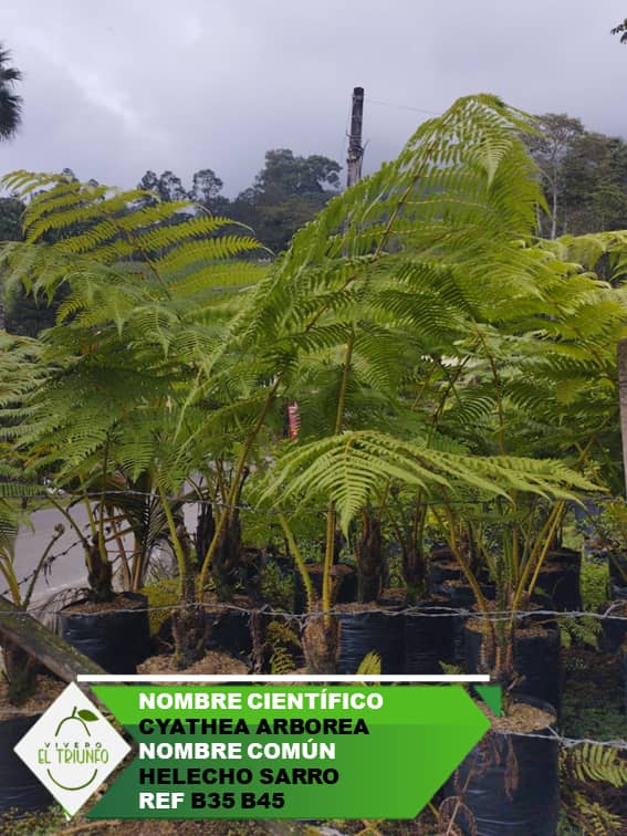 Plántula de Helecho Sarro | Croper