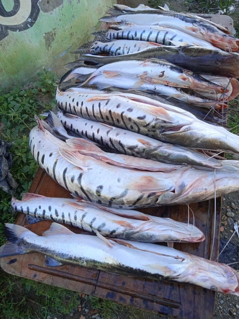 Barbudo x Kg | Croper