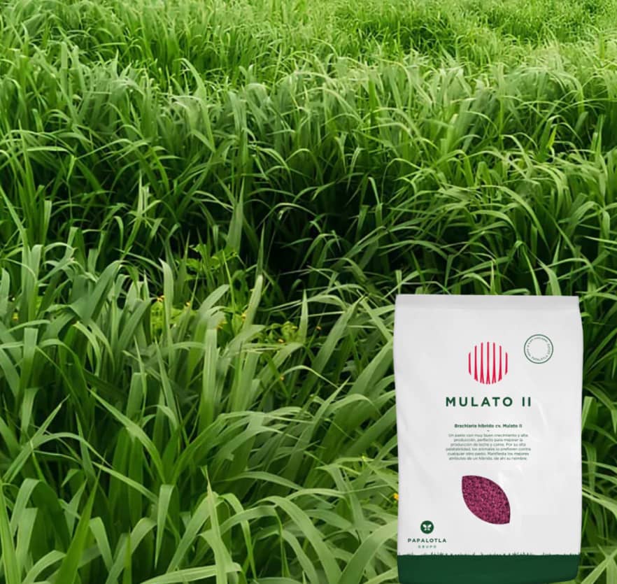 Semillas para pasto - Mulato II | Croper