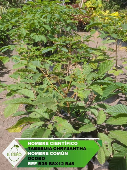 Plántula de Ocobo | Croper