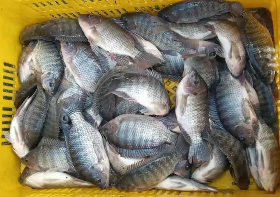 Venta de mojarra plateada de alta calidad x kilogramo | Croper