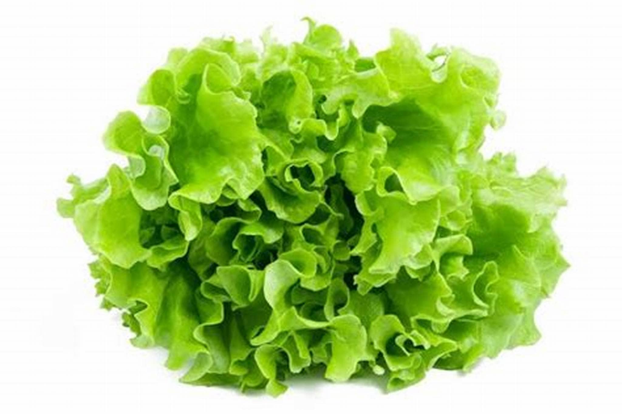 Semilla De Lechuga Simpson Crespa X 454 G | Croper