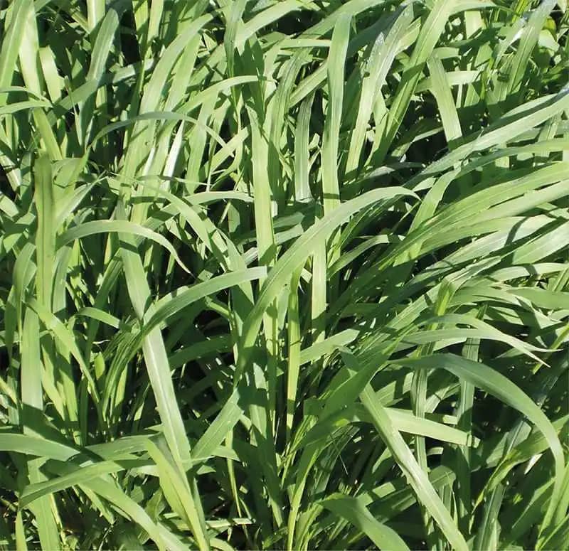 Semilla De Panicum Maximum Tanzania x 1 Kg | Croper