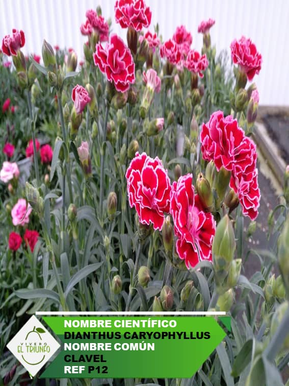 Plántula de Clavel | Croper