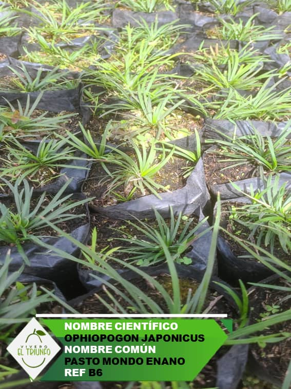 Plántula de Pasto Mondo Enano | Croper