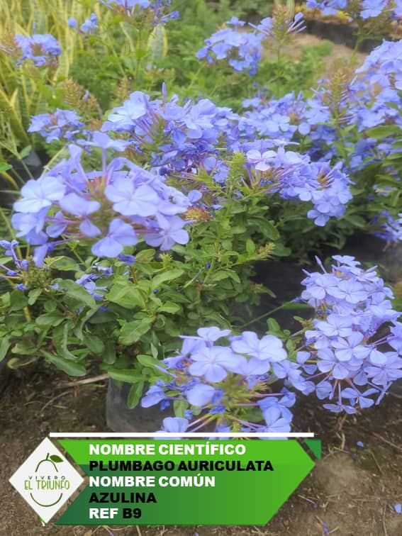 Plántula de Azulina | Croper