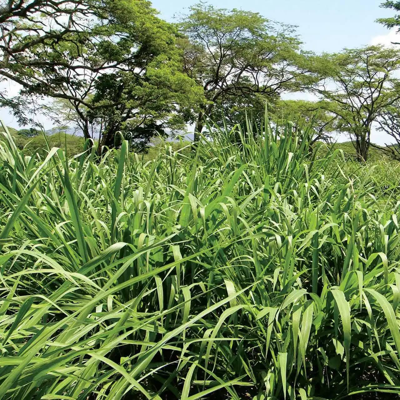 Semilla Forrajera Panicum Maximum Tanzania | Croper