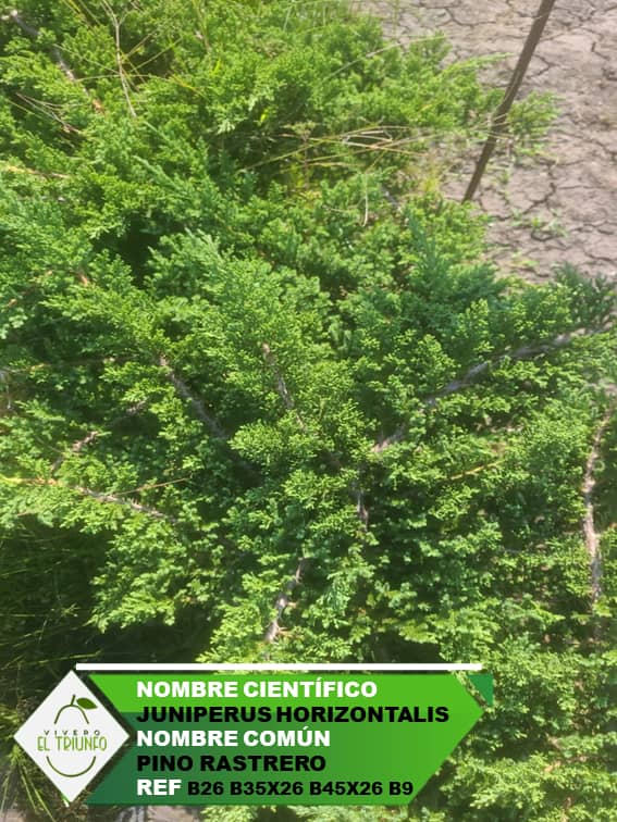 Plántula de Pino Rastrero | Croper