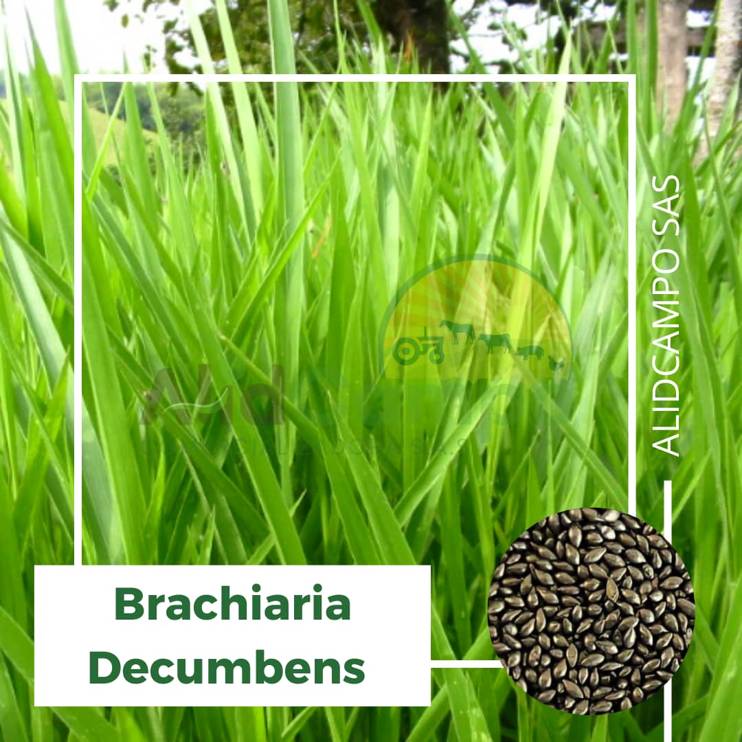 Semilla Brachiaria Decumbens | Croper