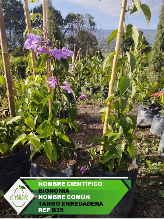 Plántula de Tangos | Croper