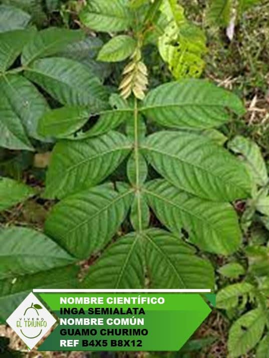 Plántula de Guamo Churimo | Croper